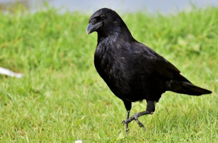 Common Raven | Corvus Corax | Black Bird | Fun Facts