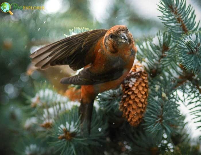 Washington Birds | Top 26 Must-See Birds of Washington State | BioExplorer