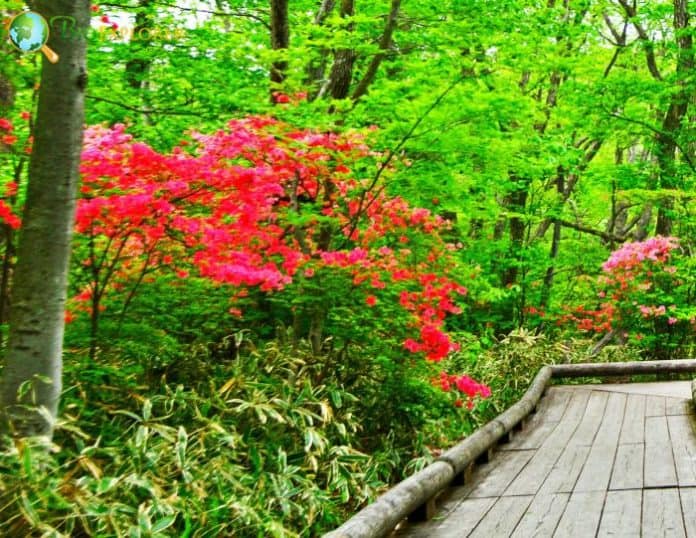 Azalea Flowers | 29 Types of Azaleas | Plant Care | Pictures