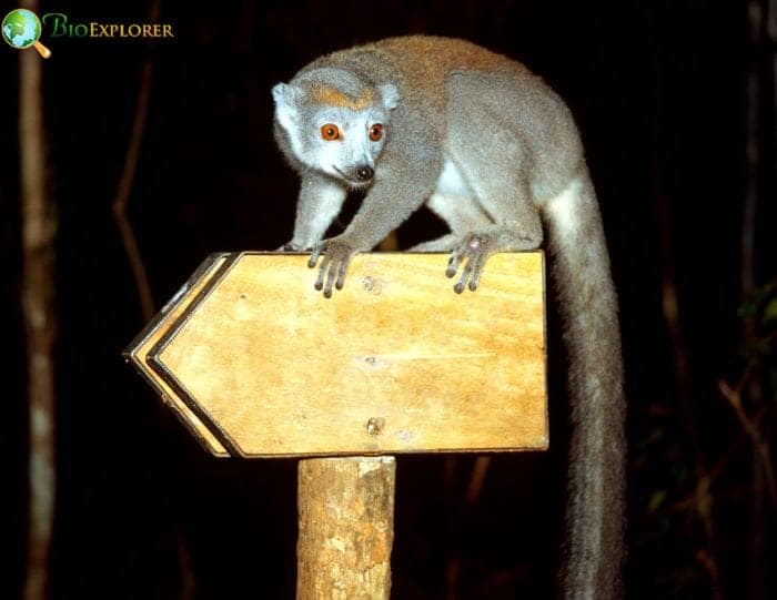 Crowned Lemur | Eulemur Coronatus | Lemur Species | Facts