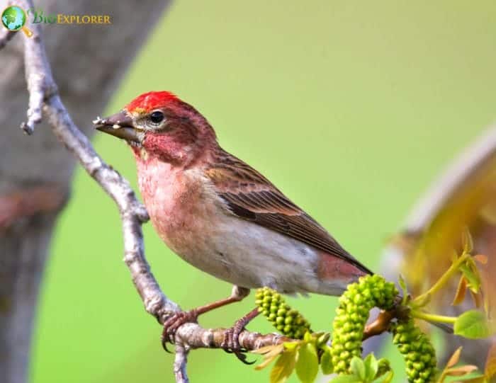 Washington Birds | Top 26 Must-See Birds of Washington State | BioExplorer
