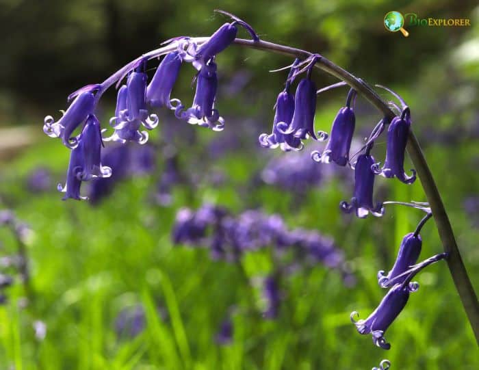 Bluebell Flower | Hyacinthoides non-scripta | Fun Facts