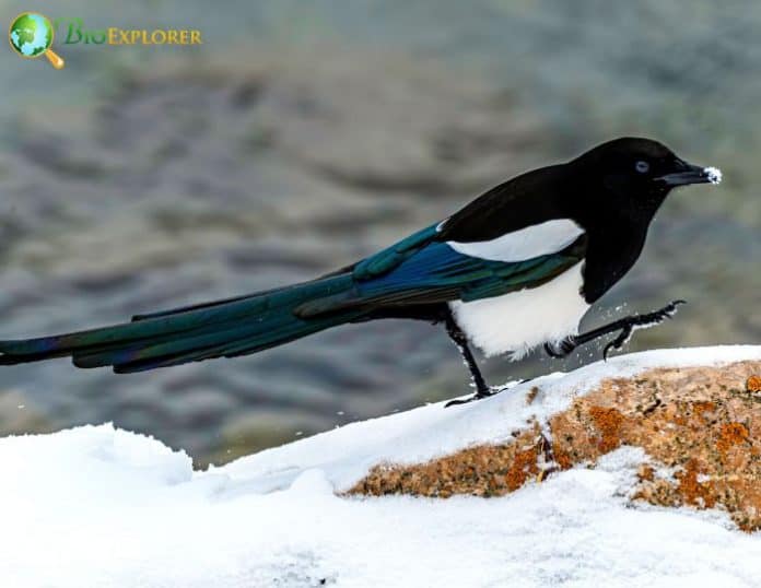 Black-billed Magpie | Pica Hudsonia | Black and White Bird | Fun Facts