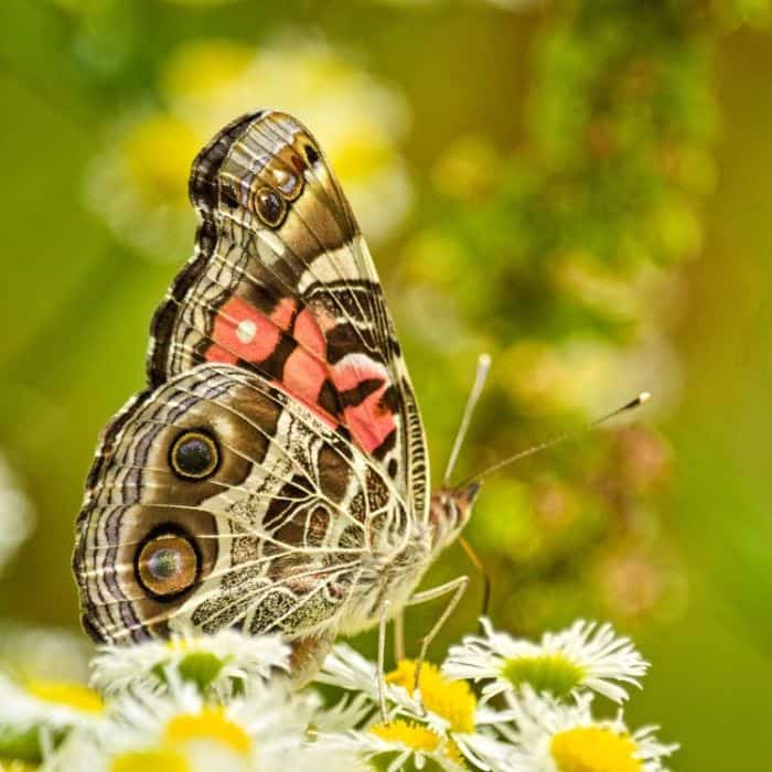 25 Colorful Butterflies | Most Colorful Butterfly Species In the World