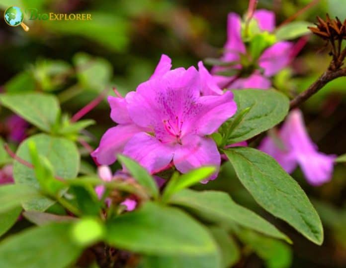 Azalea Flowers | 29 Types of Azaleas | Plant Care | Pictures