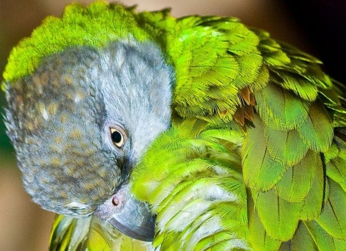 Senegal Parrot | Poicephalus Senegalus | African Bird | Facts