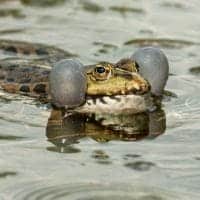 Types of Amphibians | Frogs/Toads, Salamanders/Newts & Caecilians