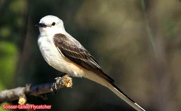 Texas Birds | Top 14 Birds of Texas | Texas Birds Identification
