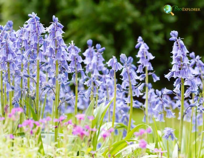 Bluebell Flower | Hyacinthoides non-scripta | Fun Facts