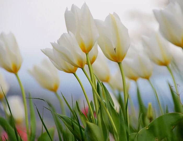 Top 85+ White Flowers | Beauty, Symbolism & Fascinating Facts