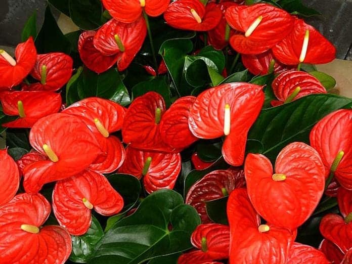 Exotic Flowers | 25 Most Known Exotic Flowering Plants Ever!