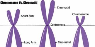 Cell Wall Functions | Types & Structure | Bio Explorer