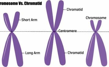 Explore Cell Biology | Cellular Biology | Biology Explorer