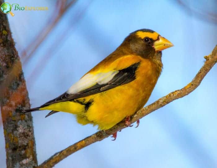 Washington Birds | Top 26 Must-See Birds of Washington State | BioExplorer