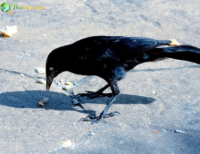 Greater Antillean Grackle | Quiscalus Niger | North American Bird | Facts