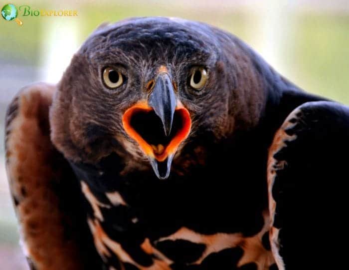 Crowned Eagle | Stephanoaetus Coronatus | African Bird | Facts