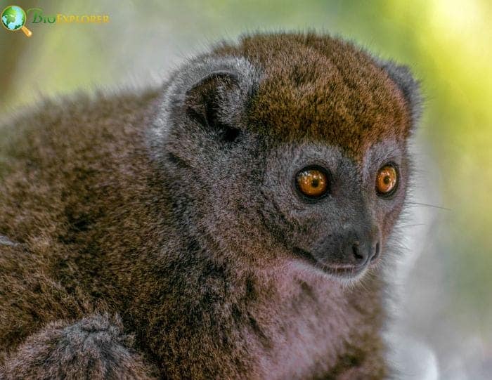 Eastern Lesser Bamboo Lemur | Hapalemur Griseus | Pictures | Facts