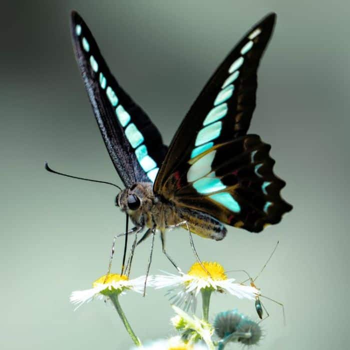 25 Colorful Butterflies | Most Colorful Butterfly Species In the World