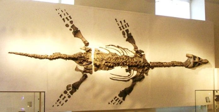 15 BEST Dinosaur Fossil Discoveries Of All Times | Bio Explorer