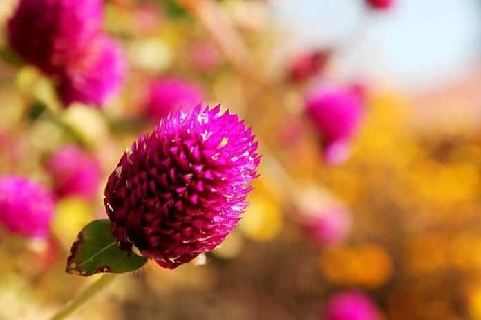 Exotic Flowers | 25 Most Known Exotic Flowering Plants Ever!