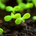 15 Latest Inventions In Botany For 2018 | Biology Explorer