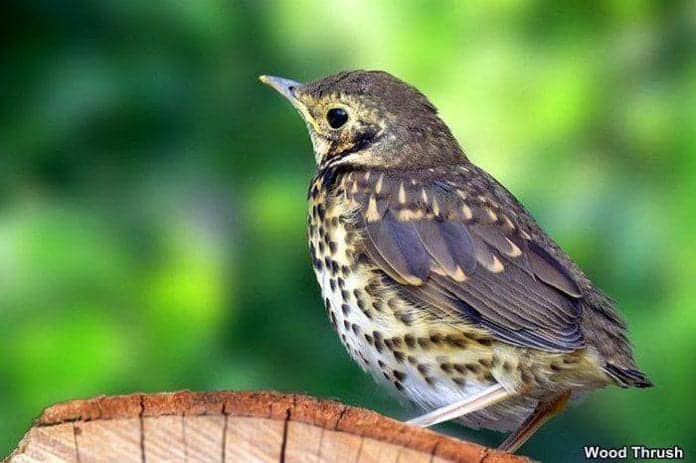 Top 15 BEST Birds of Missouri | State Bird of Missouri | BioExplorer