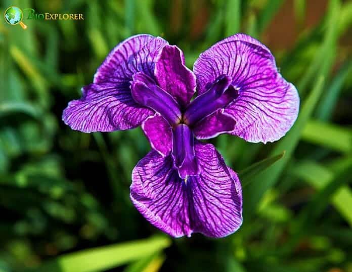 Order Acorales Characteristics | Sweet Flag Flowers | BioExplorer.net