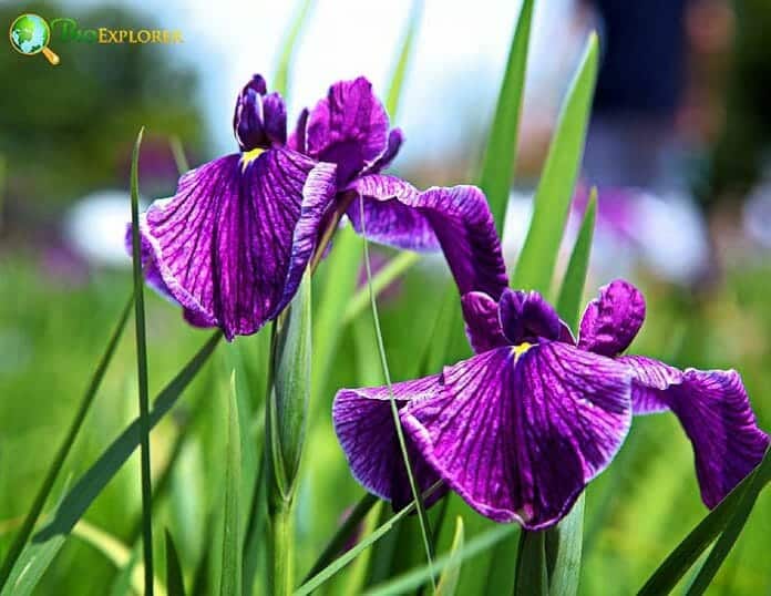 Order Acorales Characteristics | Sweet Flag Flowers | BioExplorer.net