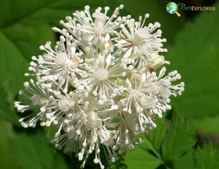 Baneberry Flower | White Beads | White Cohosh | Necklace Weed