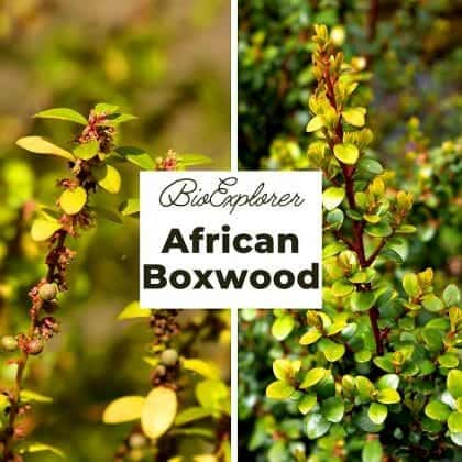 African Boxwood Flower | Dioecious Flowering Plant | BioExplorer.net