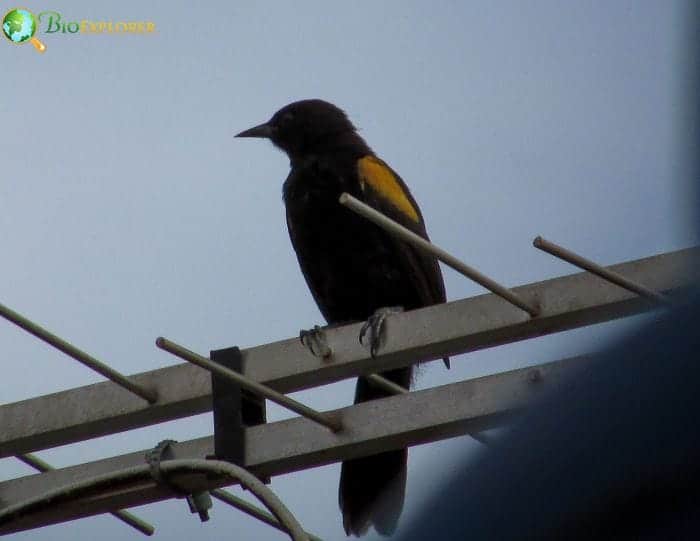 Yellow-Winged Blackbird | Agelasticus thilius | South American Songbird