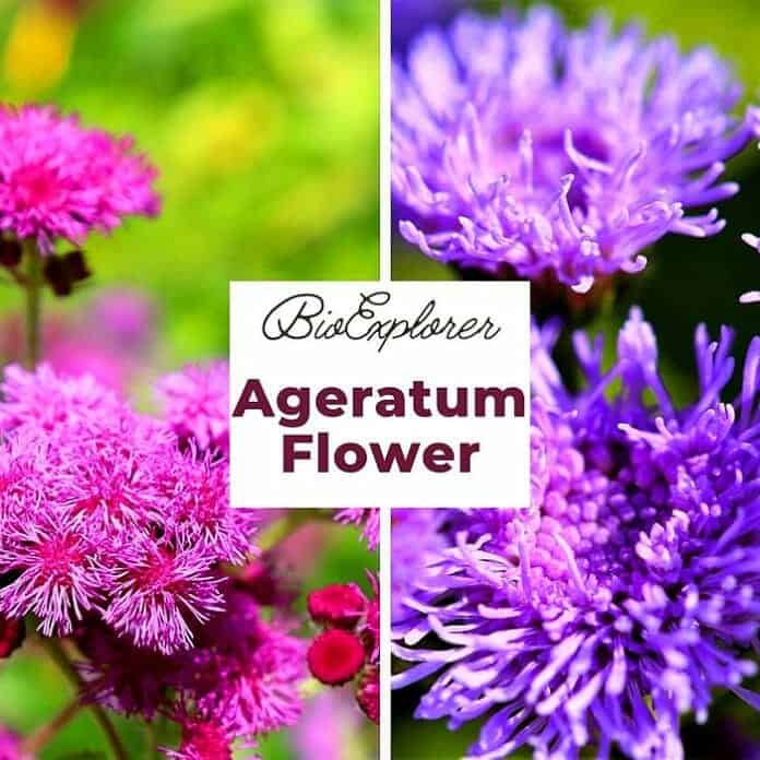 Ageratum Flower | Blue Mink Flower | Silk Flower | Pom-Pom Flower
