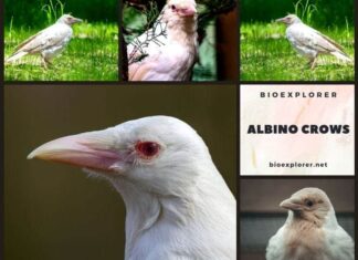 Albino Bats | Rare White Bats | Case Studies of Albino Bats