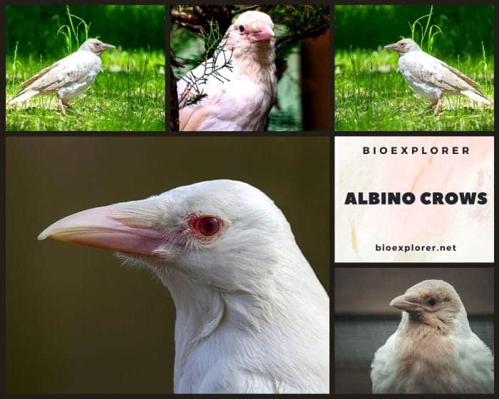 Albino Crows | White Crows | Rare Genetic Mutation | BioExplorer