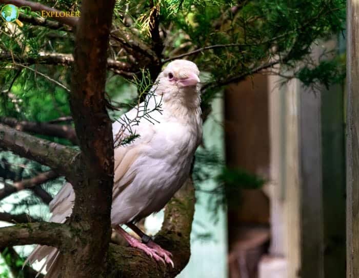Albino Crows | White Crows | Rare Genetic Mutation | BioExplorer