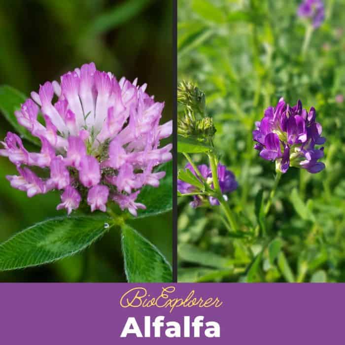 Alfalfa Flower | Medicago Sativa | Lucerne Hay | Fun Facts