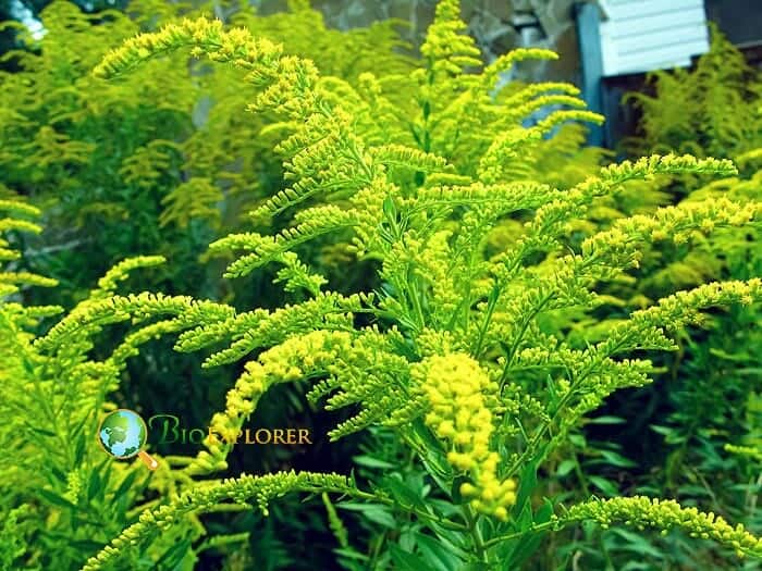 Ambrosia Flowers Ragweeds Asteraceae Flowers BioExplorer