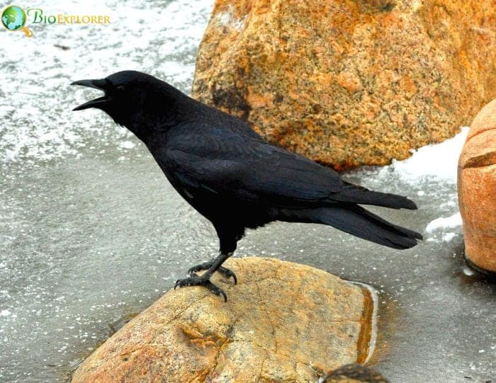 43 Types of Crows | All Corvus Species | Corvidae Family Birds