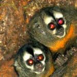 334 Types of Monkeys | Old-World Monkeys & New-World Monkeys