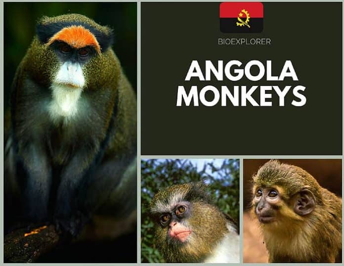 Angolan Monkeys | Monkeys Living In Angola | BioExplorer
