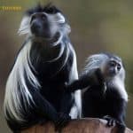334 Types of Monkeys | Old-World Monkeys & New-World Monkeys
