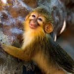 334 Types of Monkeys | Old-World Monkeys & New-World Monkeys