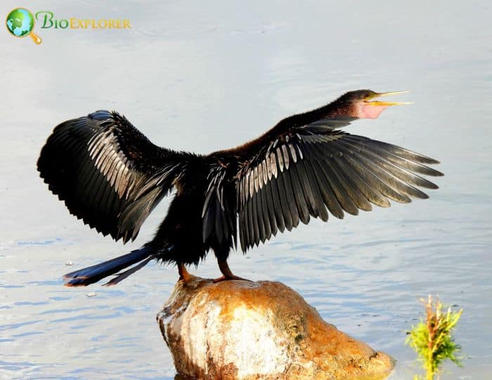 Anhinga | Anhinga Anhinga | Black Bird | Diet | Fun Facts