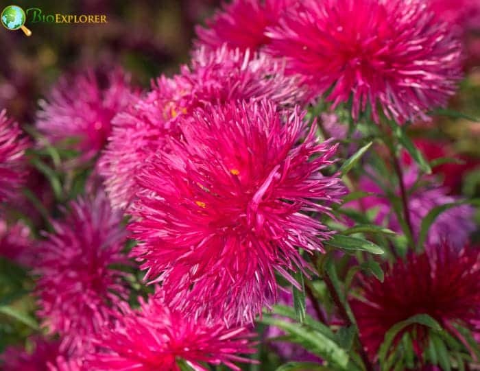 September Birth Flowers | Aster and Morning Glory | Symbolism and Meaning