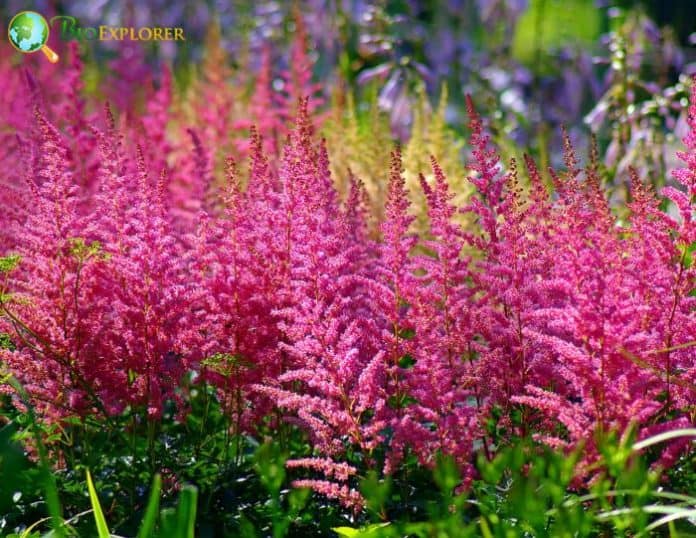 Astilbe Flowers | Astilbe Varieties | Astilbe Propagations | BioExplorer