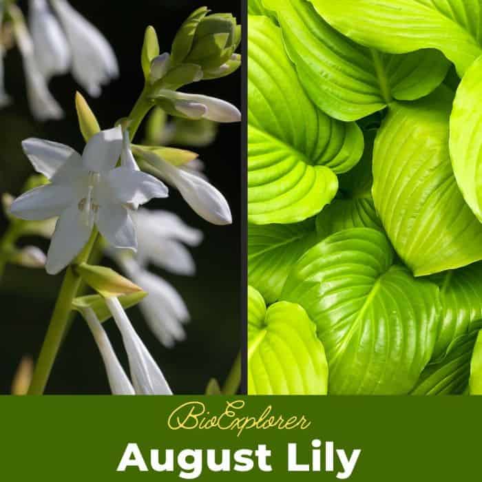 Hosta Plantaginea | August Lily | Plantain Lily | Fragrant Flowers