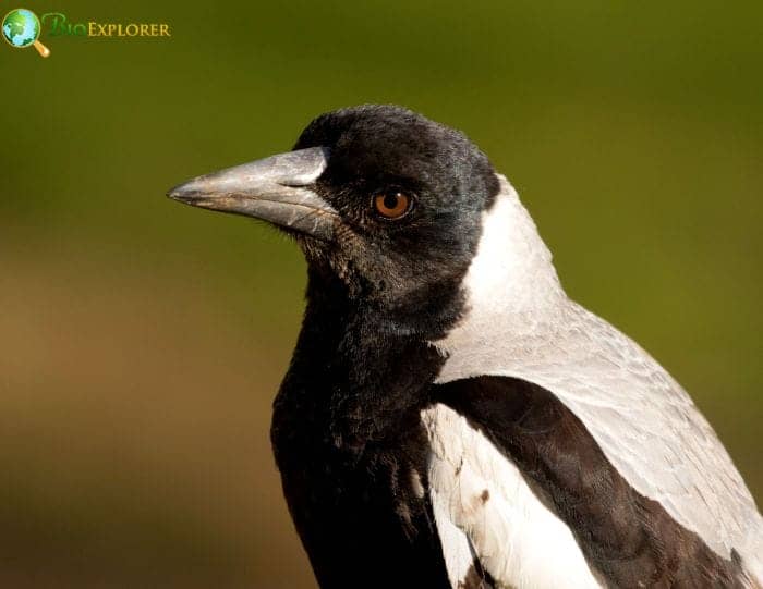 43 Types of Crows | All Corvus Species | Corvidae Family Birds