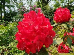 Azalea Flowers | 29 Types of Azaleas | Plant Care | Pictures