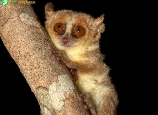 Madagascar Monkeys Archives - BioExplorer.Net