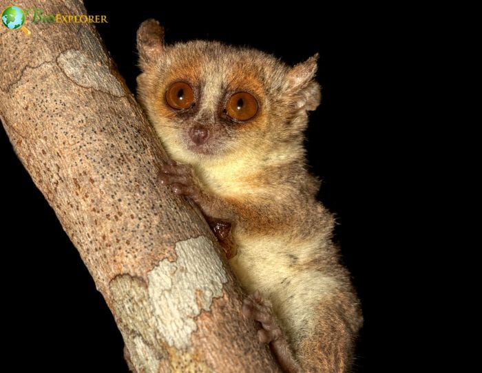 Madame Berthe's Mouse Lemur | World's Smallest Primate | Diet | Facts